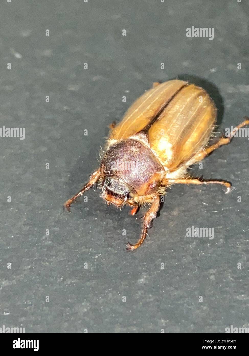 Summer Chafer (Amphimallon solstitiale Stock Photo - Alamy