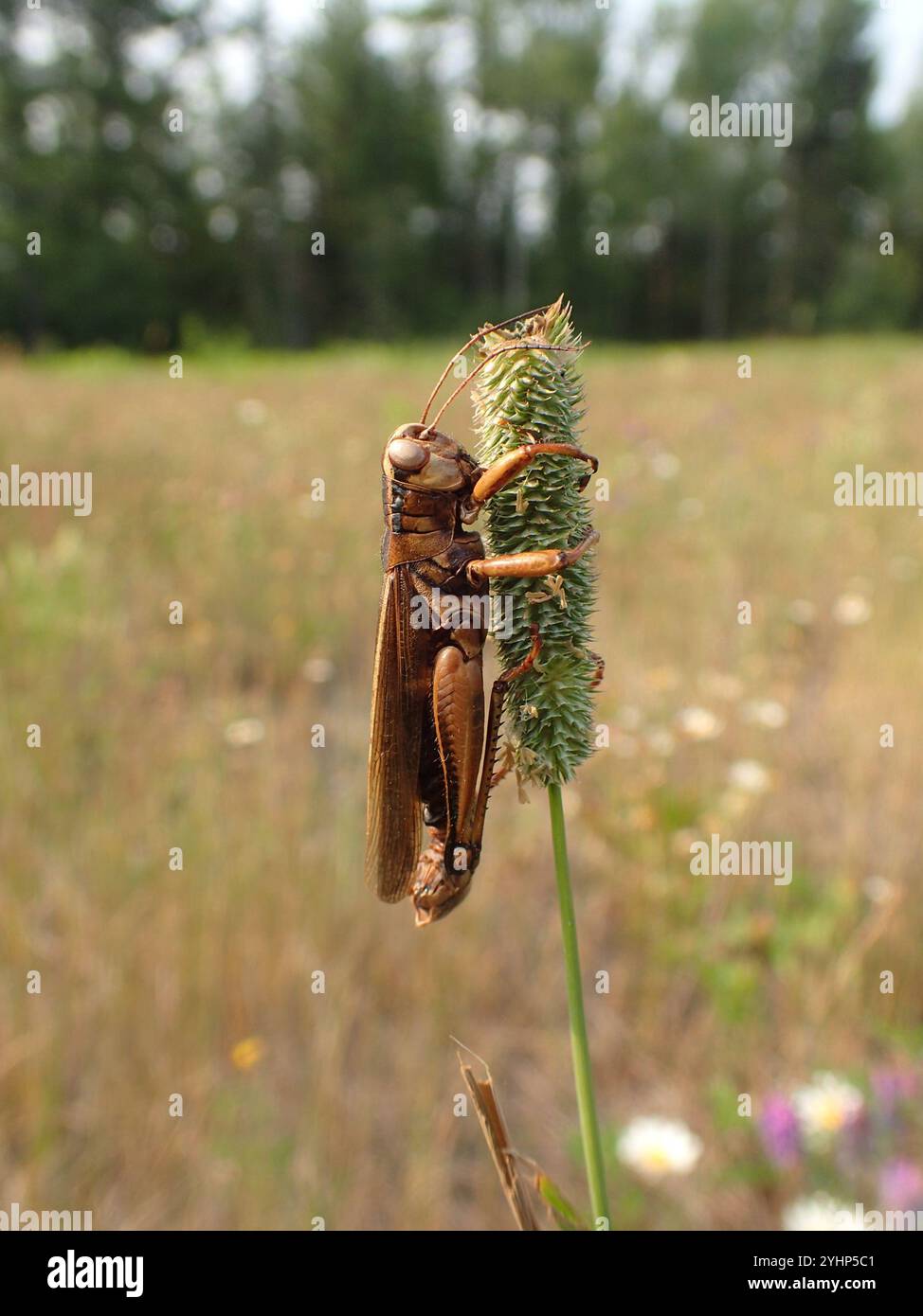 Entomophaga hi-res stock photography and images - Alamy