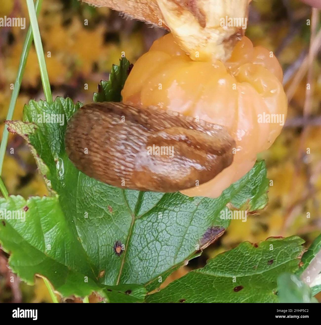 Northern Dusky Slug (Arion fuscus Stock Photo - Alamy