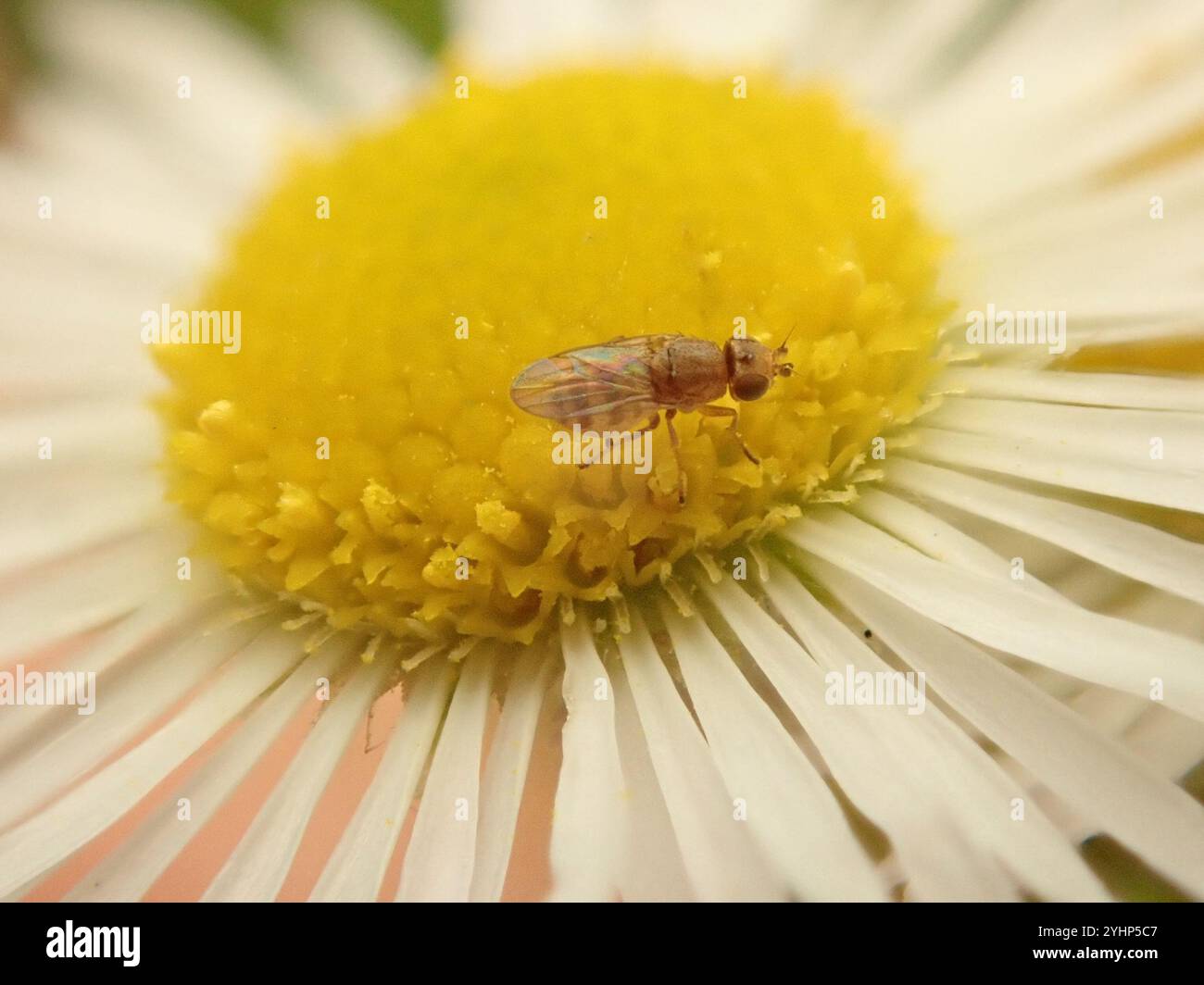 Grass Flies (Chloropinae Stock Photo - Alamy