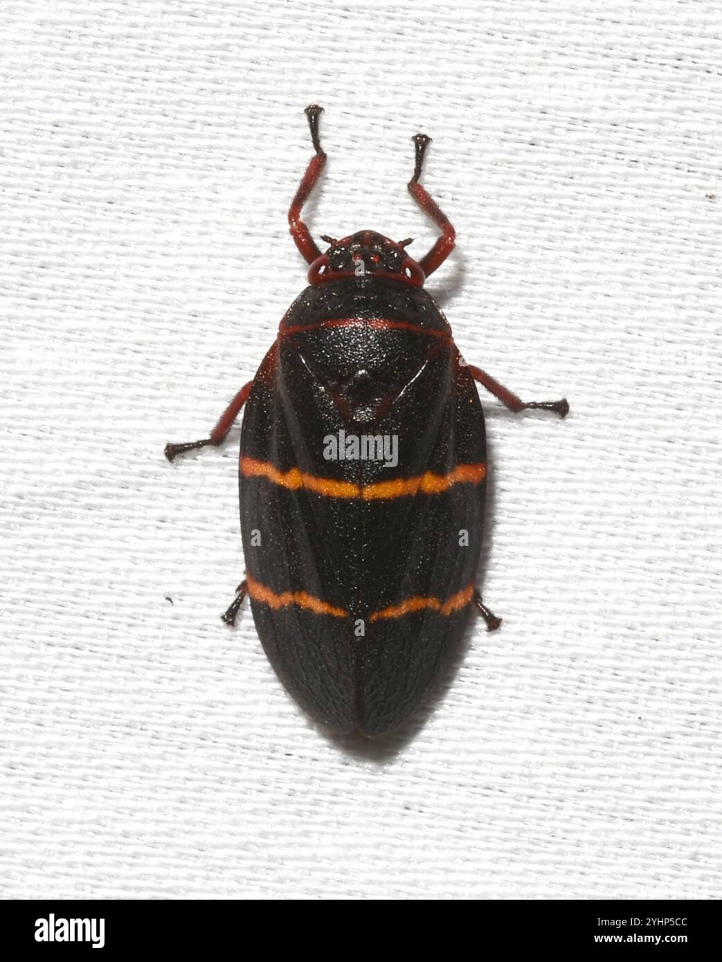 Two lined spittlebug prosapia bicincta hi-res stock photography and ...