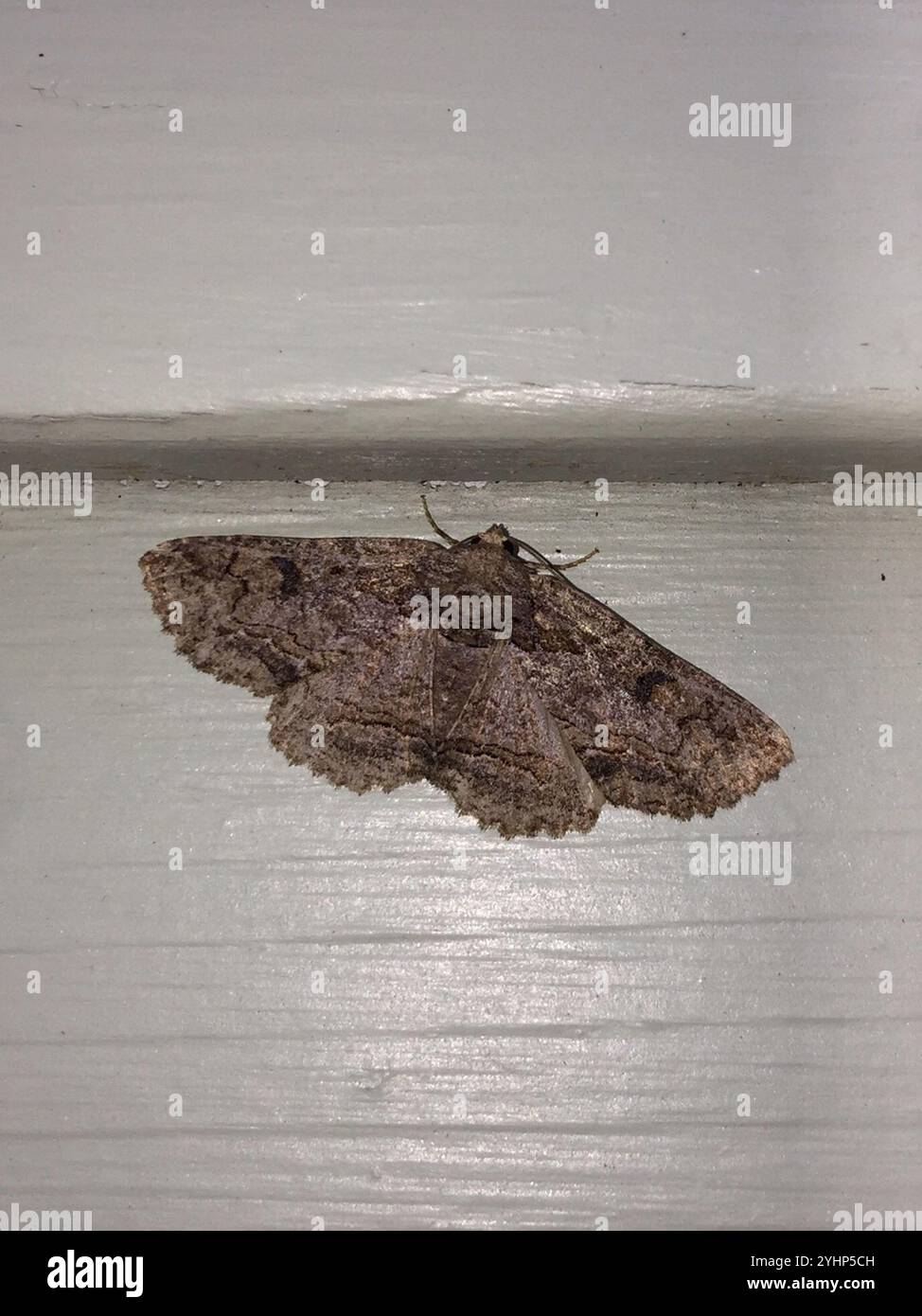 Maple Zale Moth (Zale galbanata Stock Photo - Alamy