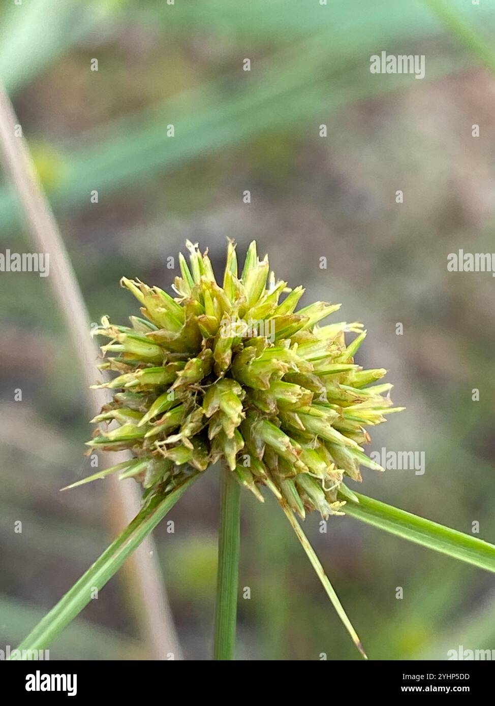 Slender Sand Sedge (Cyperus filiculmis Stock Photo - Alamy