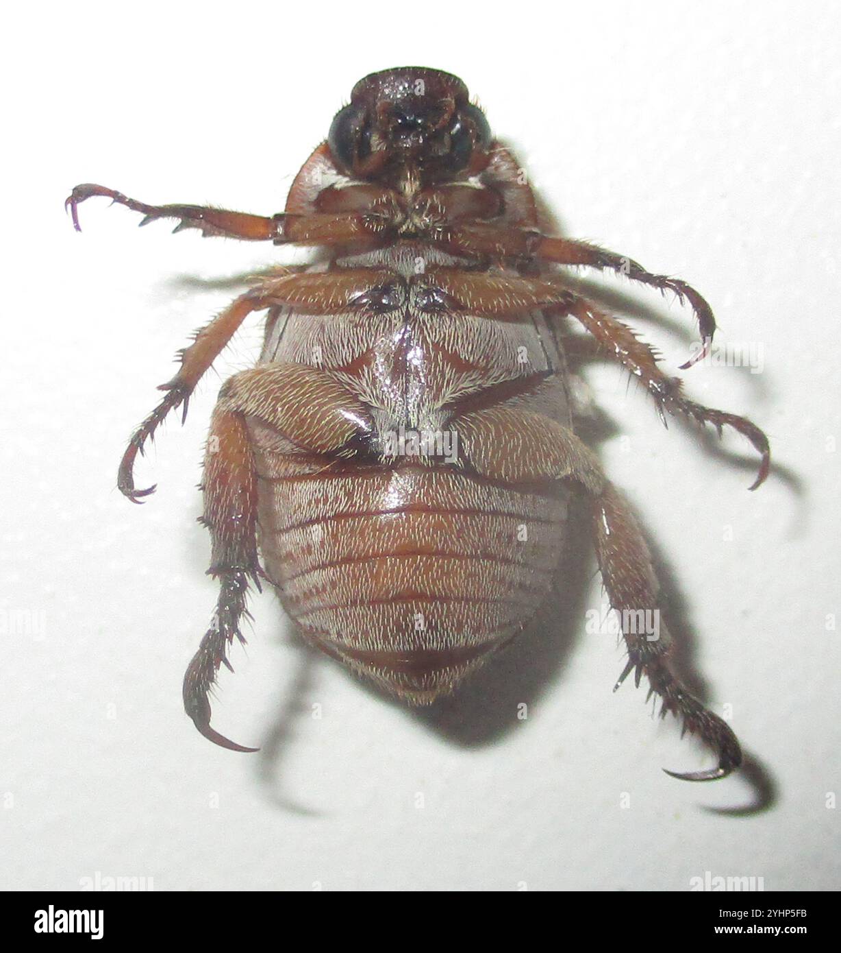 Adoretus hi-res stock photography and images - Alamy