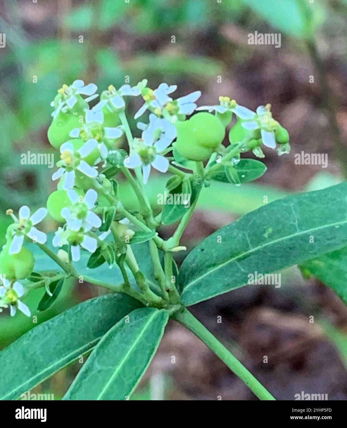 False Flowering Spurge (Euphorbia pubentissima Stock Photo - Alamy