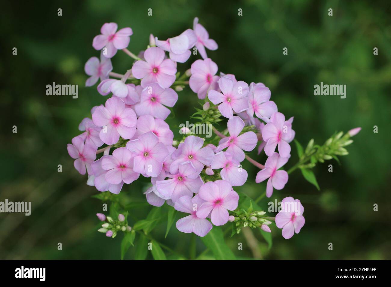 fall phlox (Phlox paniculata Stock Photo - Alamy