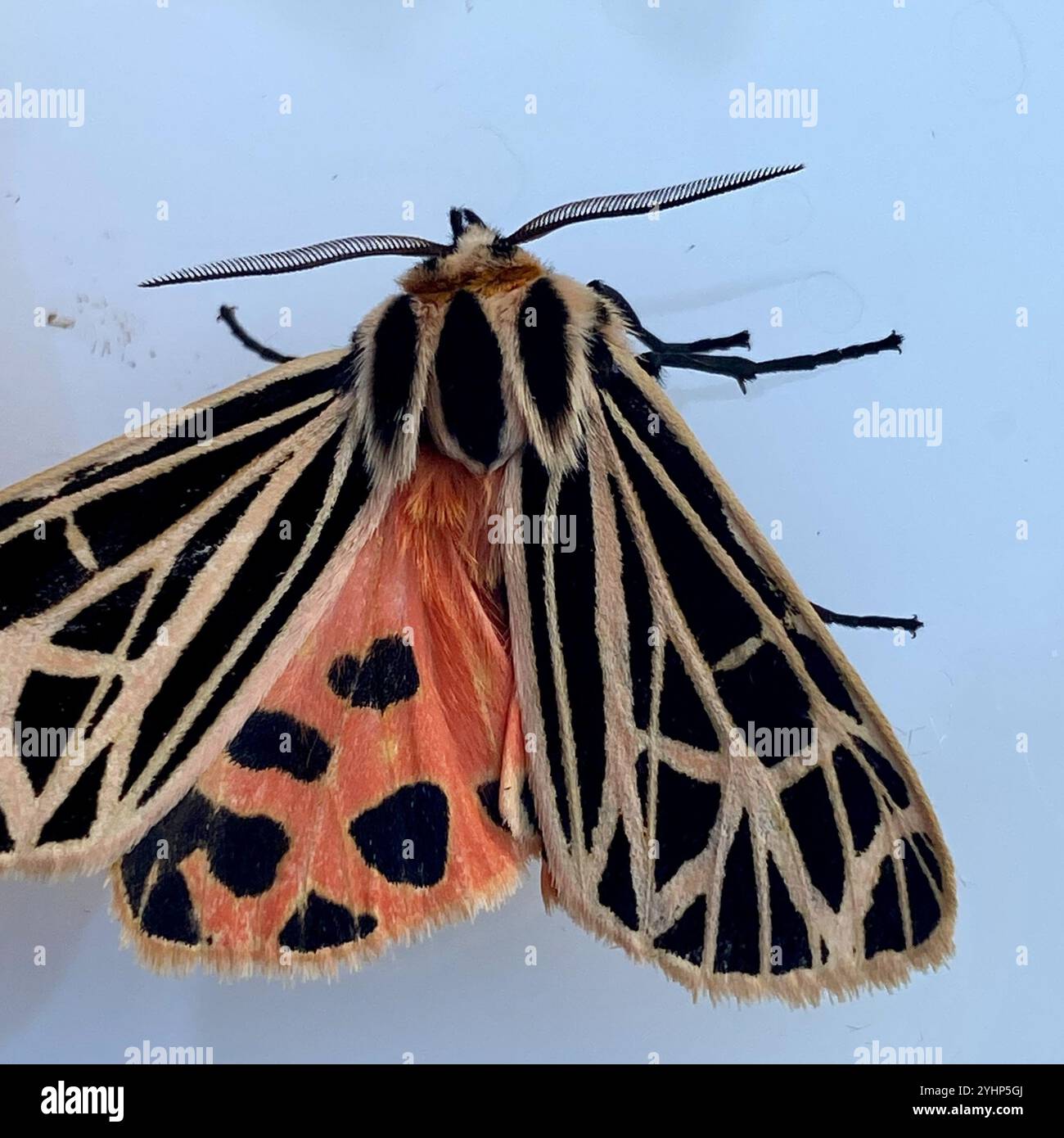 Virgin Tiger Moth (Apantesis virgo Stock Photo - Alamy