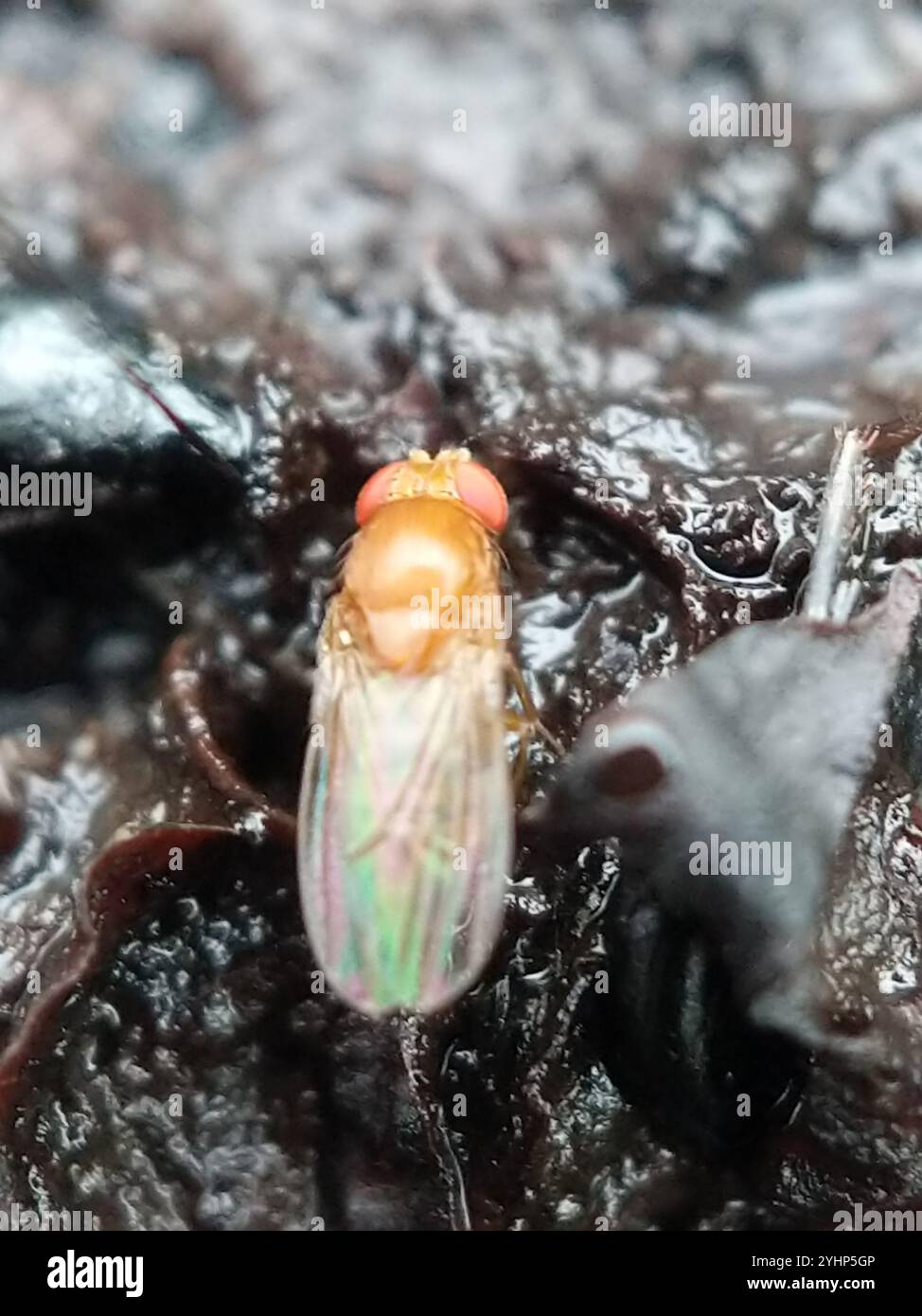 Small Fruit Flies (Drosophila Stock Photo - Alamy