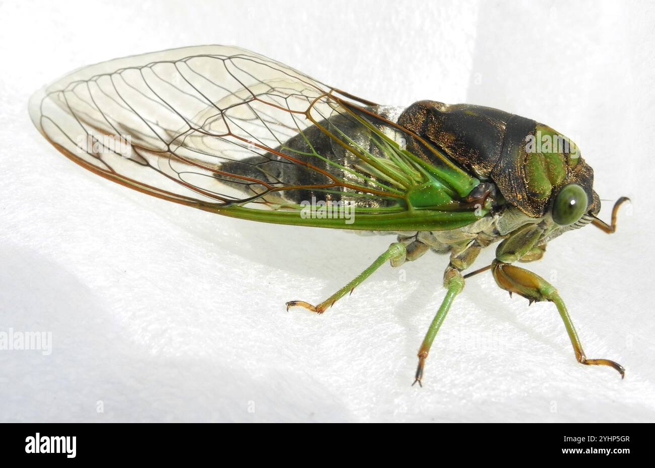 Common Swamp Cicada (Neotibicen tibicen tibicen Stock Photo - Alamy