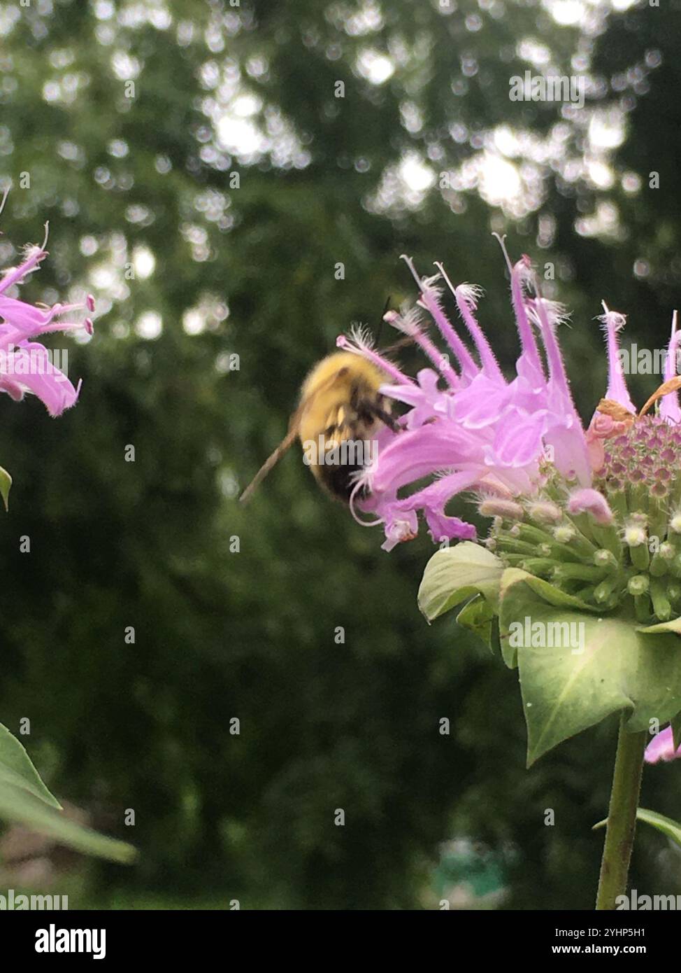 Perplexing Bumble Bee (Bombus perplexus Stock Photo - Alamy