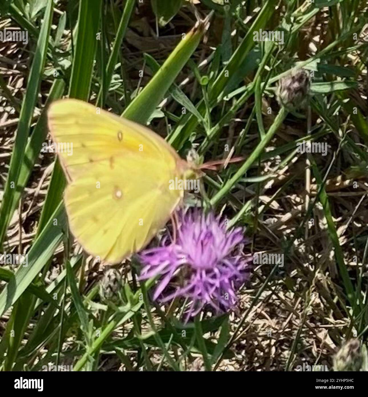 Orange Sulphur (Colias eurytheme Stock Photo - Alamy