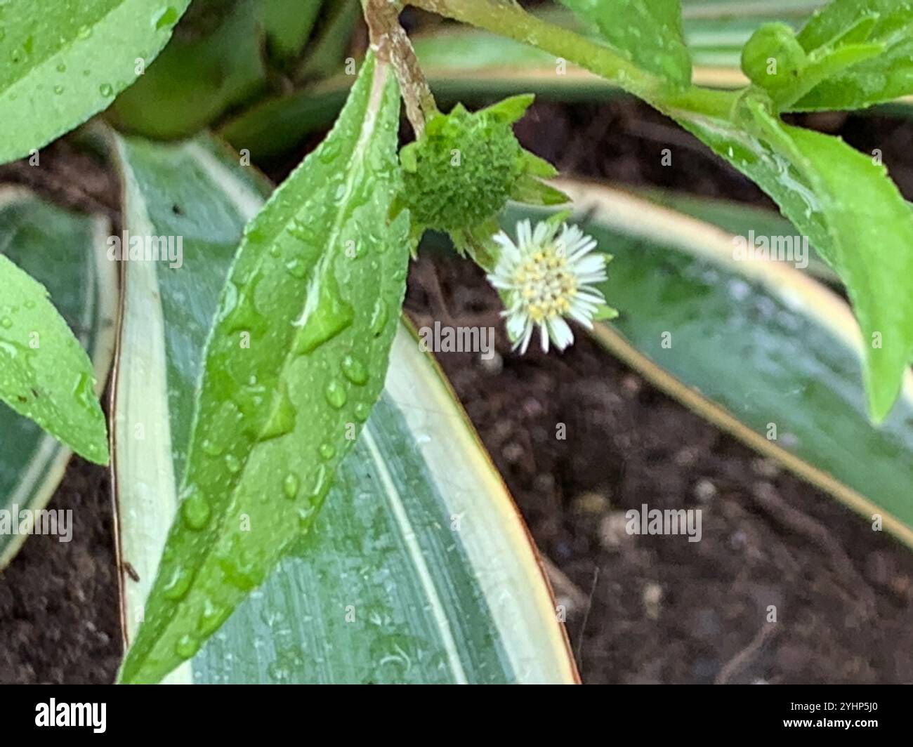 false daisy (Eclipta prostrata Stock Photo - Alamy