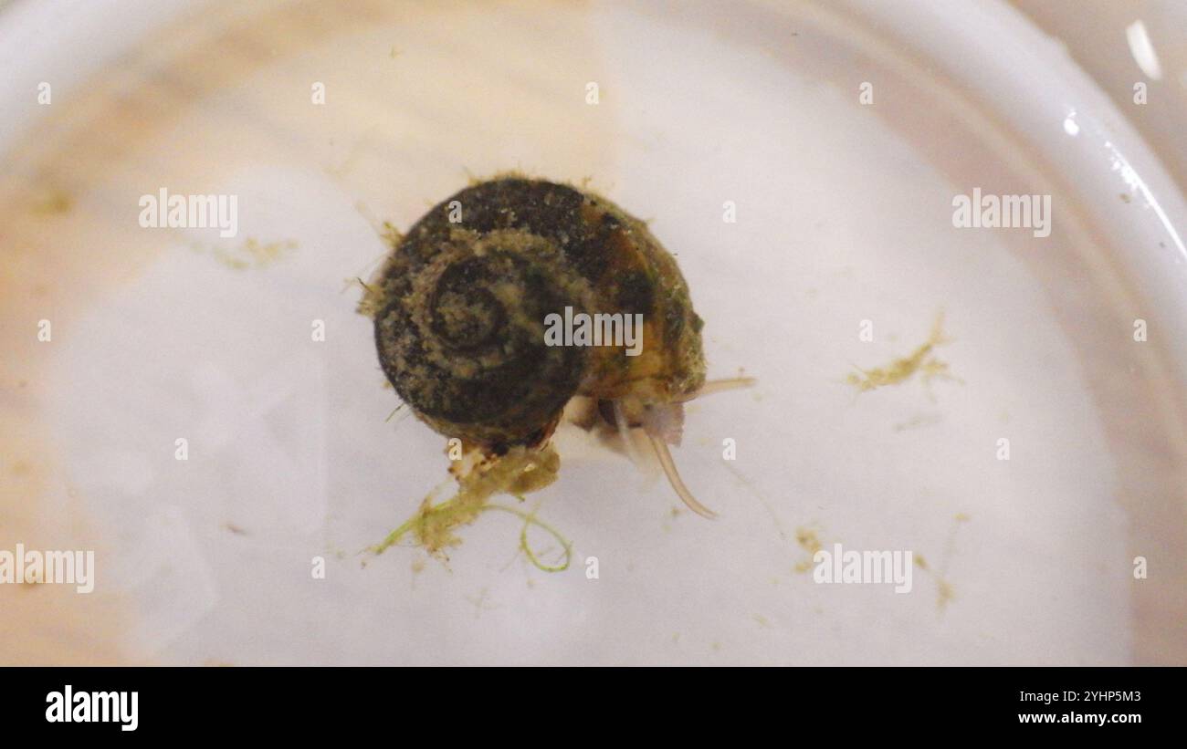 Valve Snails (Valvatidae Stock Photo - Alamy