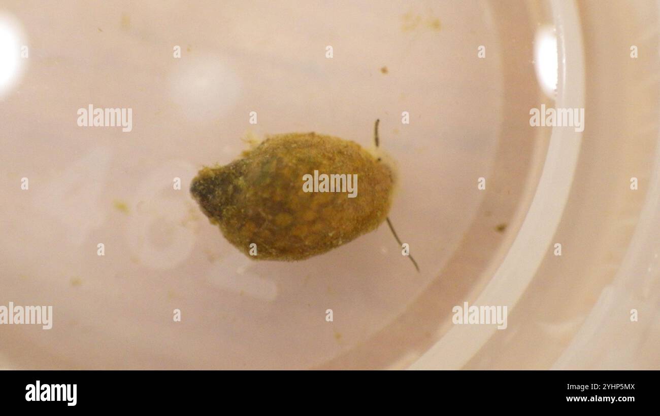 Bladder Snails (Physidae Stock Photo - Alamy