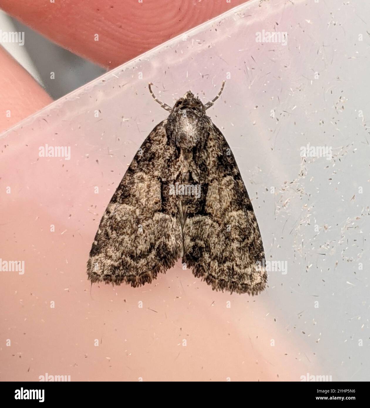 Connected Brocade (Neoligia subjuncta Stock Photo - Alamy