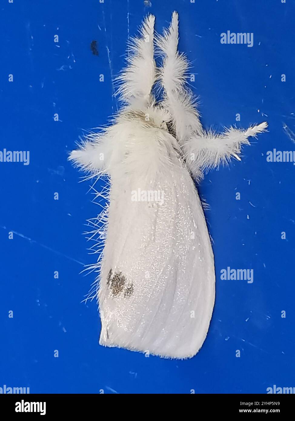 Swan Moth (Sphrageidus similis Stock Photo - Alamy