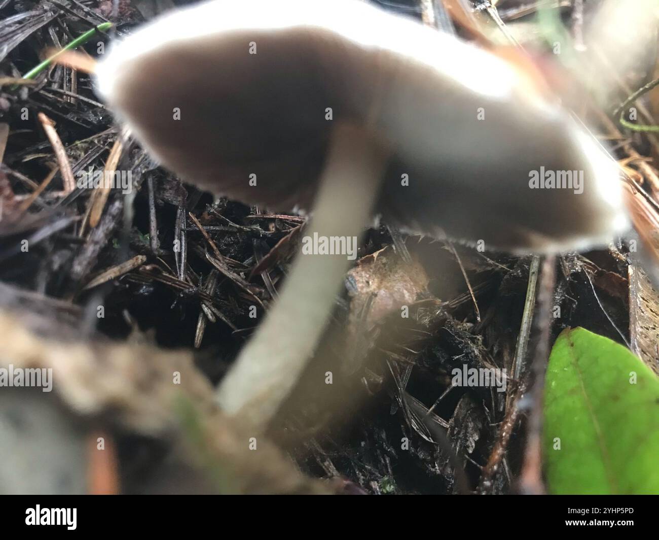 Pale Brittlestem (Candolleomyces candolleanus Stock Photo - Alamy