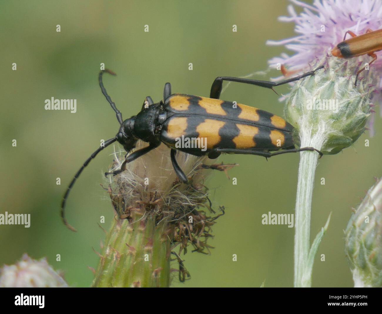 four-banded longhorn beetle (Leptura quadrifasciata Stock Photo - Alamy