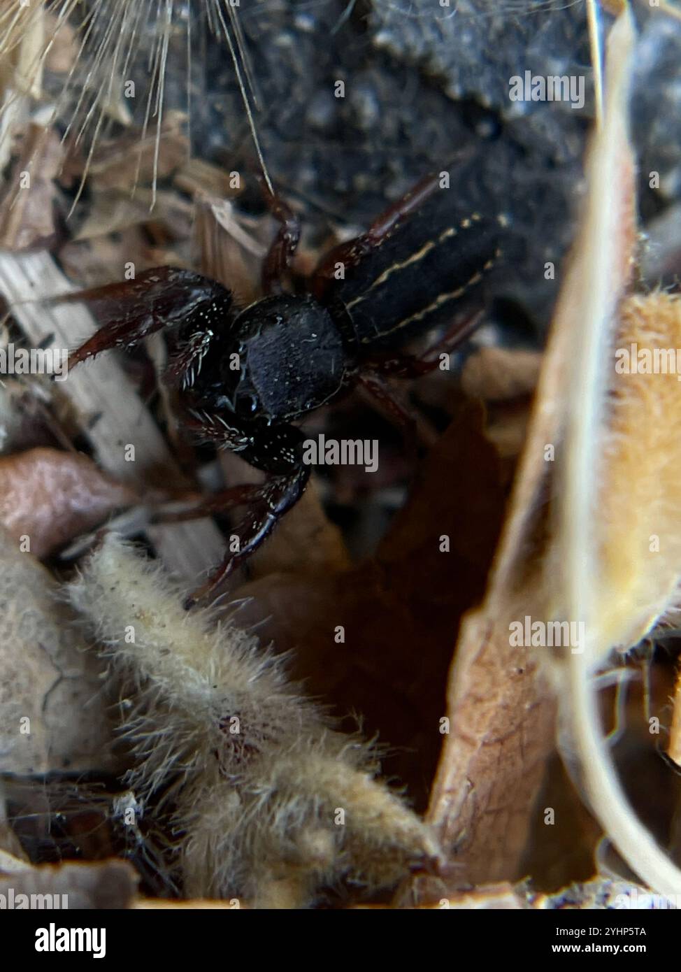 Ribbon Jumping Spider (Metacyrba taeniola Stock Photo - Alamy
