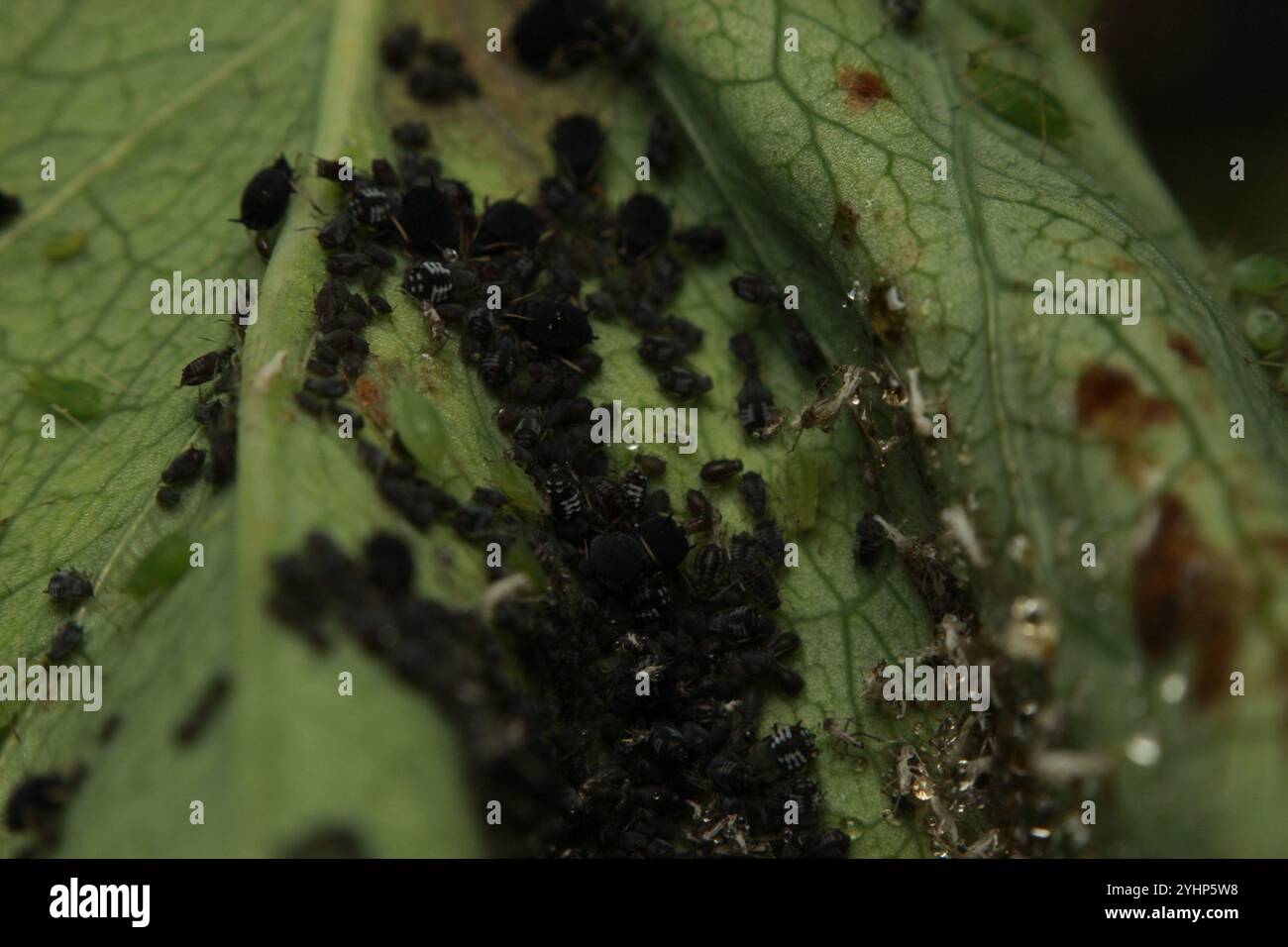 Black Bean Aphid (Aphis fabae Stock Photo - Alamy