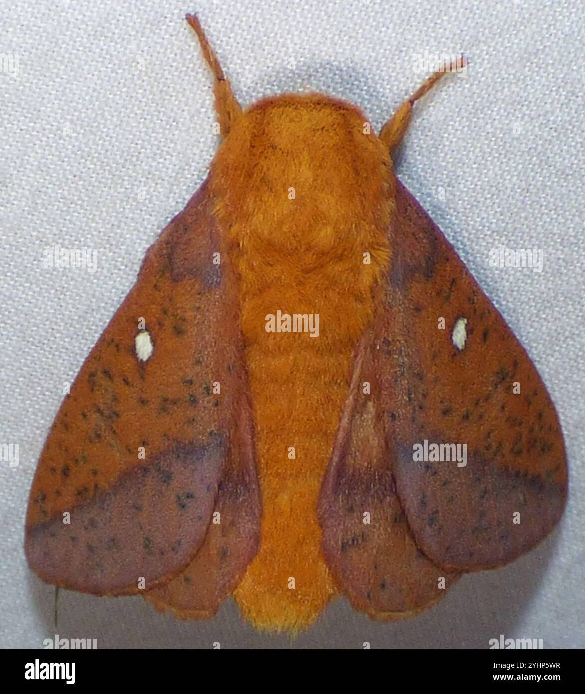 Spiny Oakworm Moth (Anisota stigma Stock Photo - Alamy