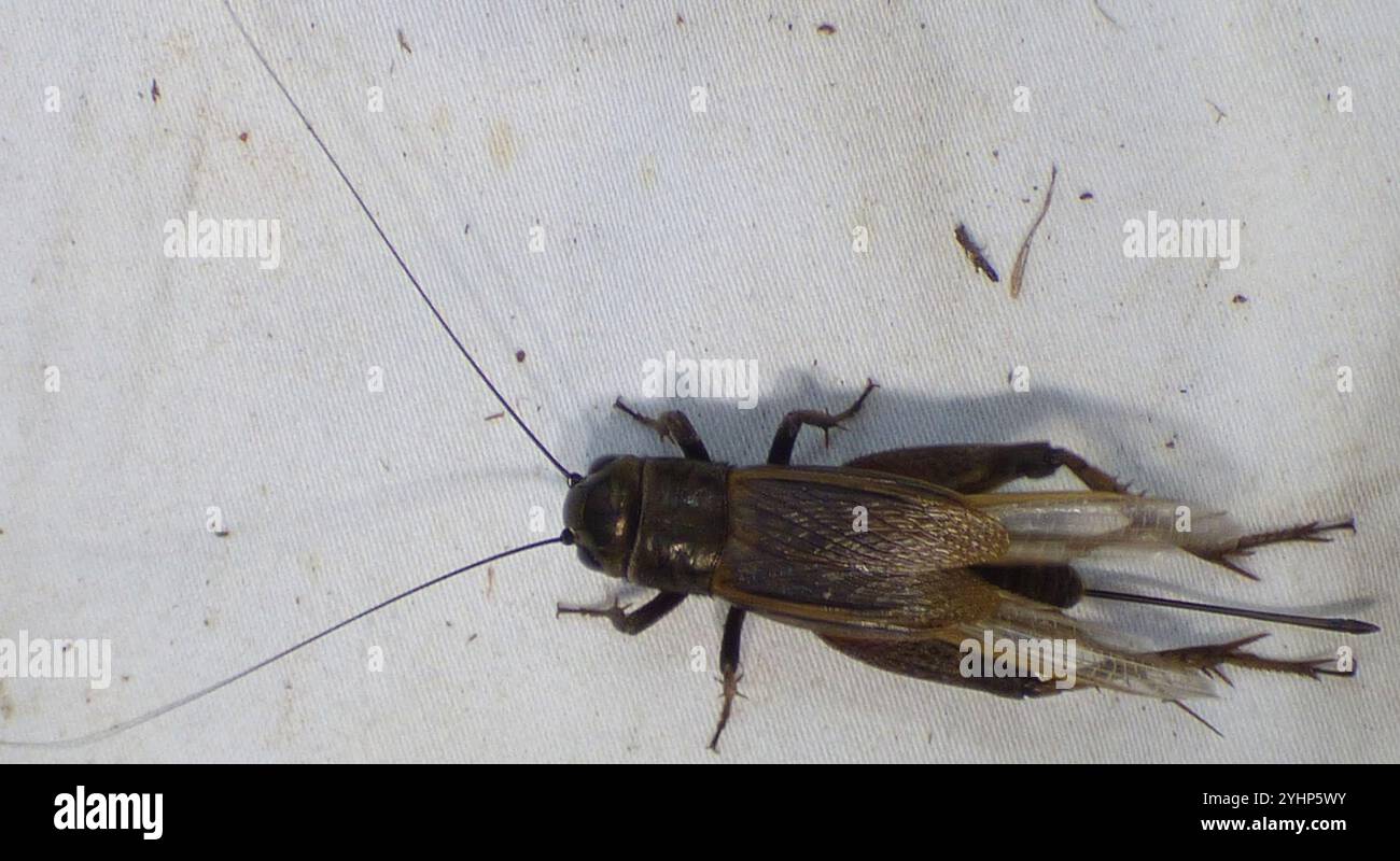 Fall Field Cricket (Gryllus pennsylvanicus Stock Photo - Alamy