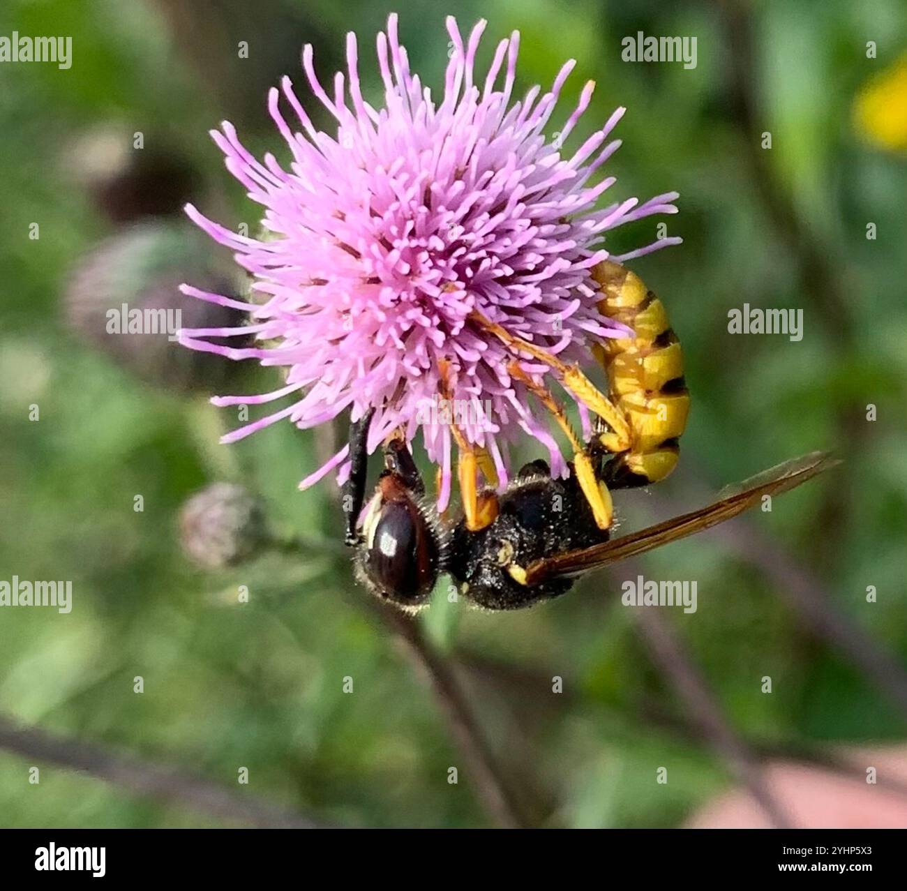 European beewolf (Philanthus triangulum Stock Photo - Alamy