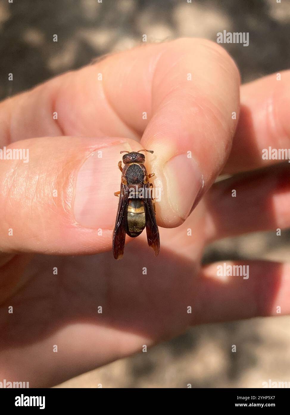 Water-walking wasp (Euodynerus crypticus Stock Photo - Alamy