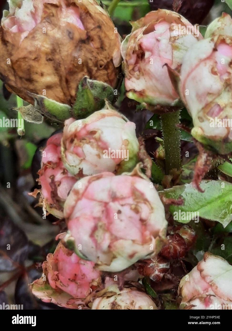 grey fruit mould (Botrytis cinerea Stock Photo - Alamy