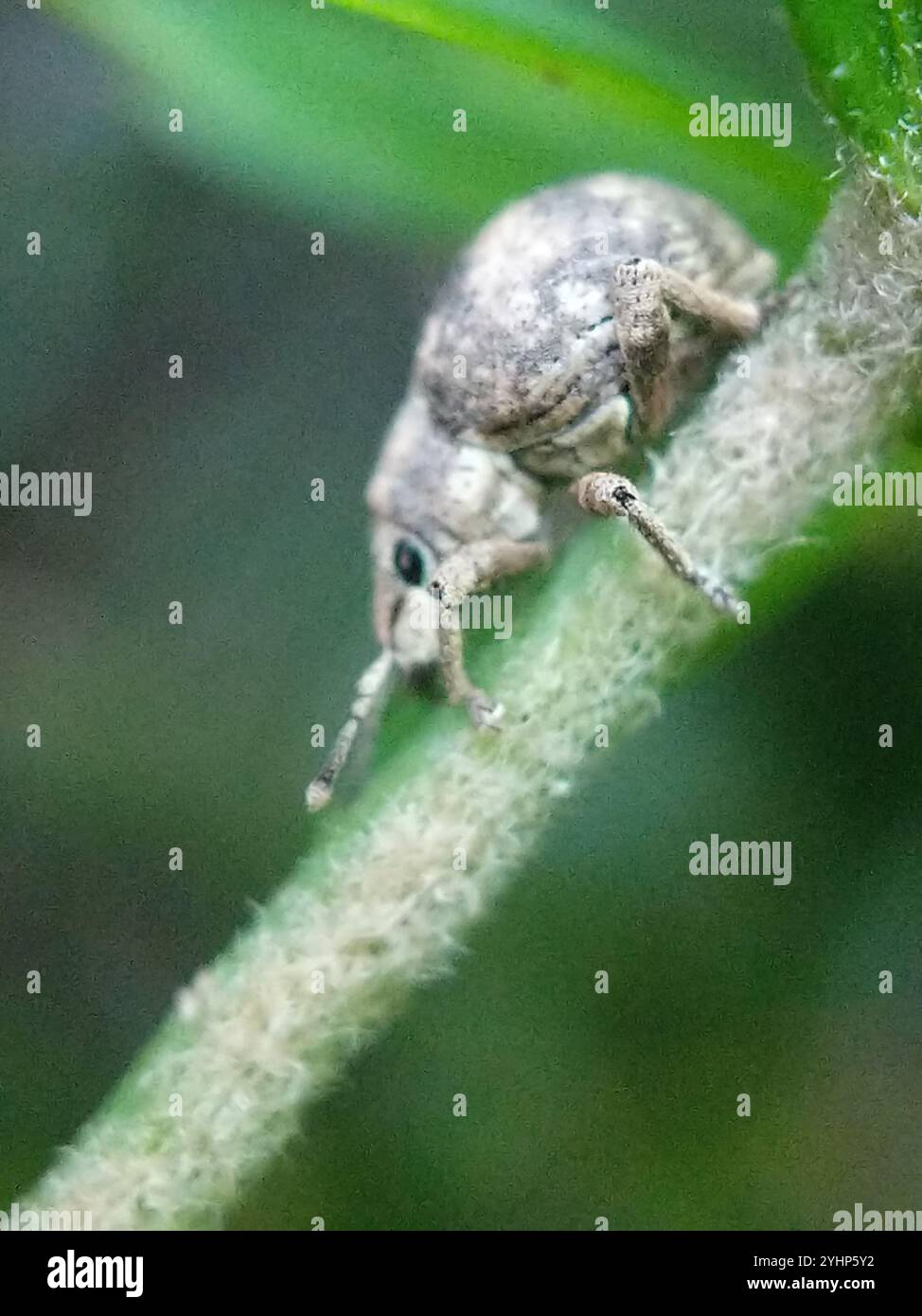 Two-banded Japanese Weevil (Pseudocneorhinus bifasciatus Stock Photo ...