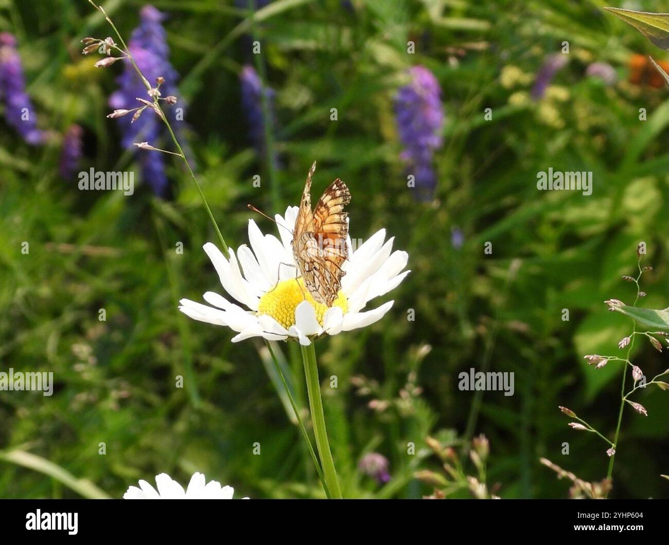 Chlosyne harrisii hi-res stock photography and images - Alamy