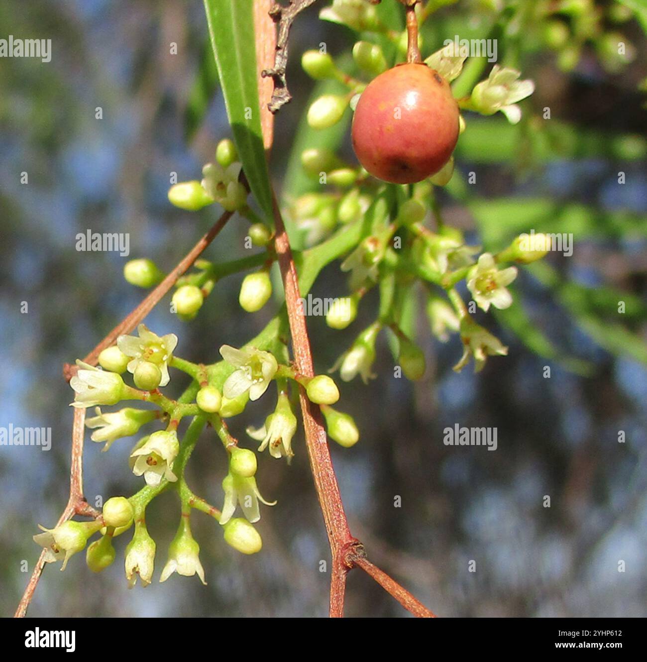 Peruvian Pepper Tree (Schinus molle Stock Photo - Alamy