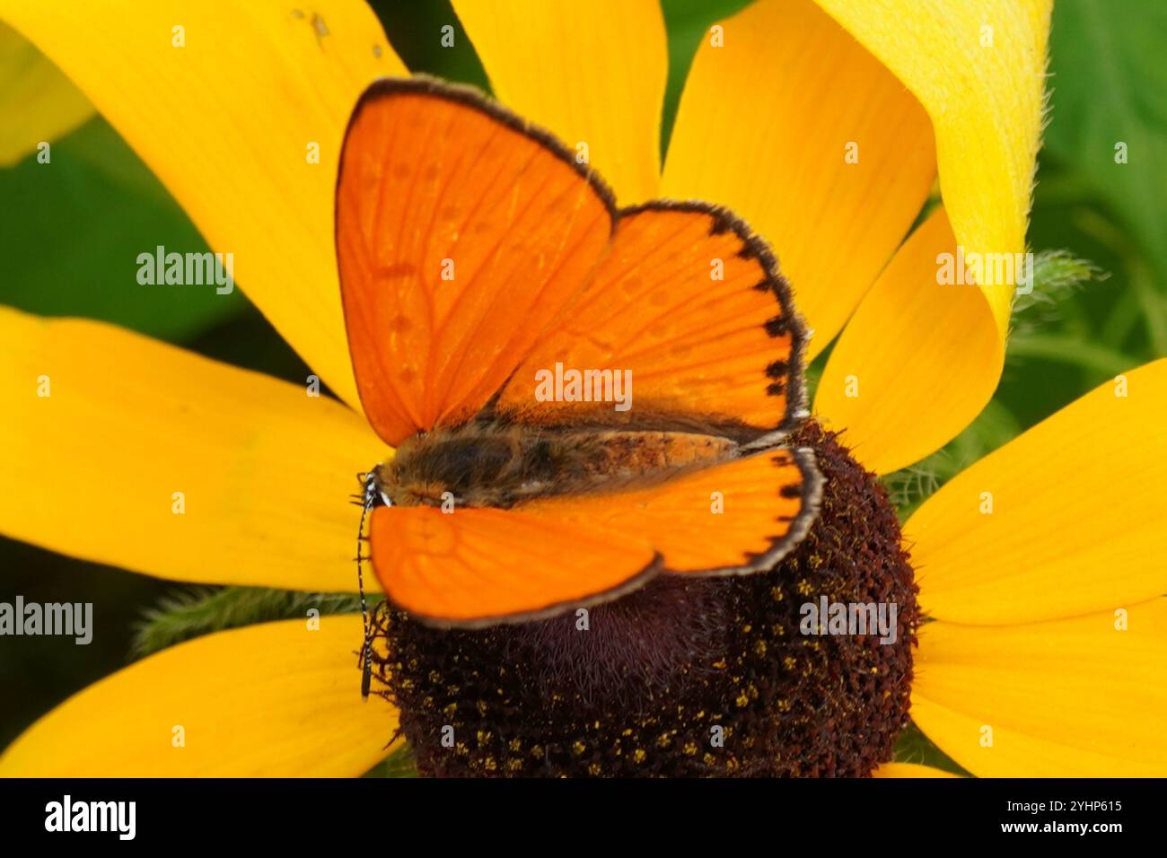 Large Copper (Lycaena dispar Stock Photo - Alamy