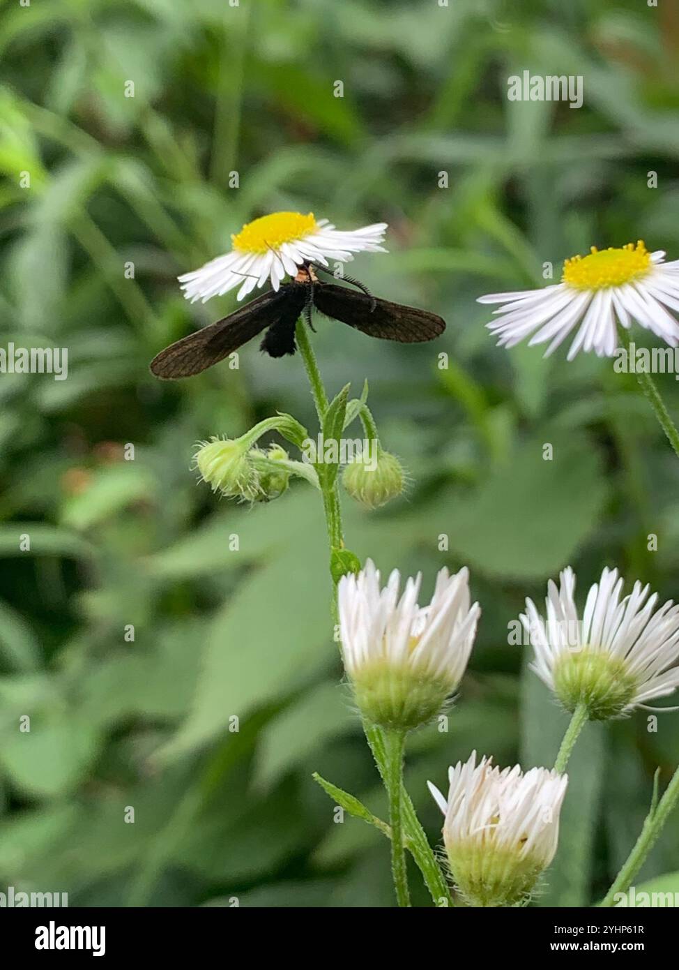 Grapeleaf Skeletonizer Moth (Harrisina americana Stock Photo - Alamy