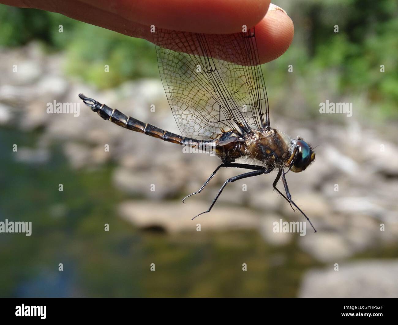 Spinigera hi-res stock photography and images - Alamy