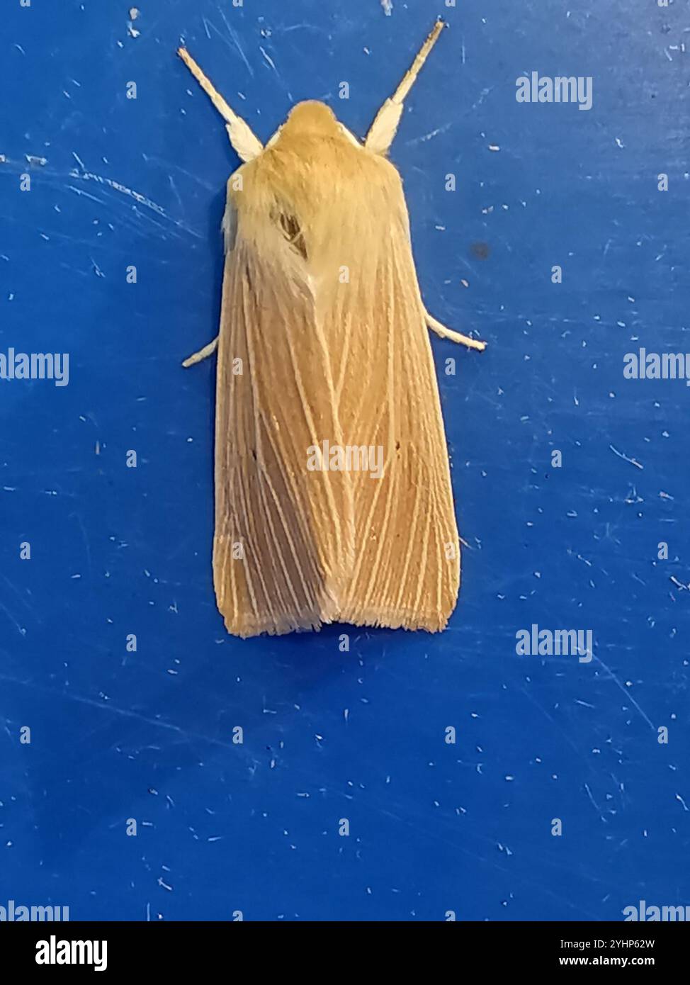 Common Wainscot (Mythimna pallens Stock Photo - Alamy