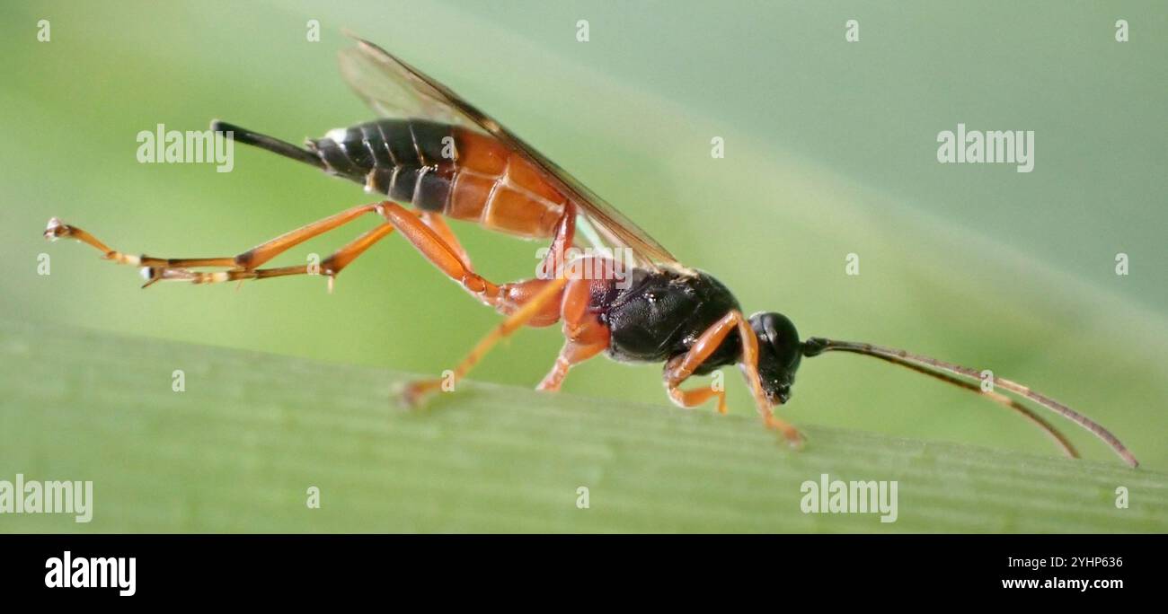 Cryptinae hi-res stock photography and images - Alamy