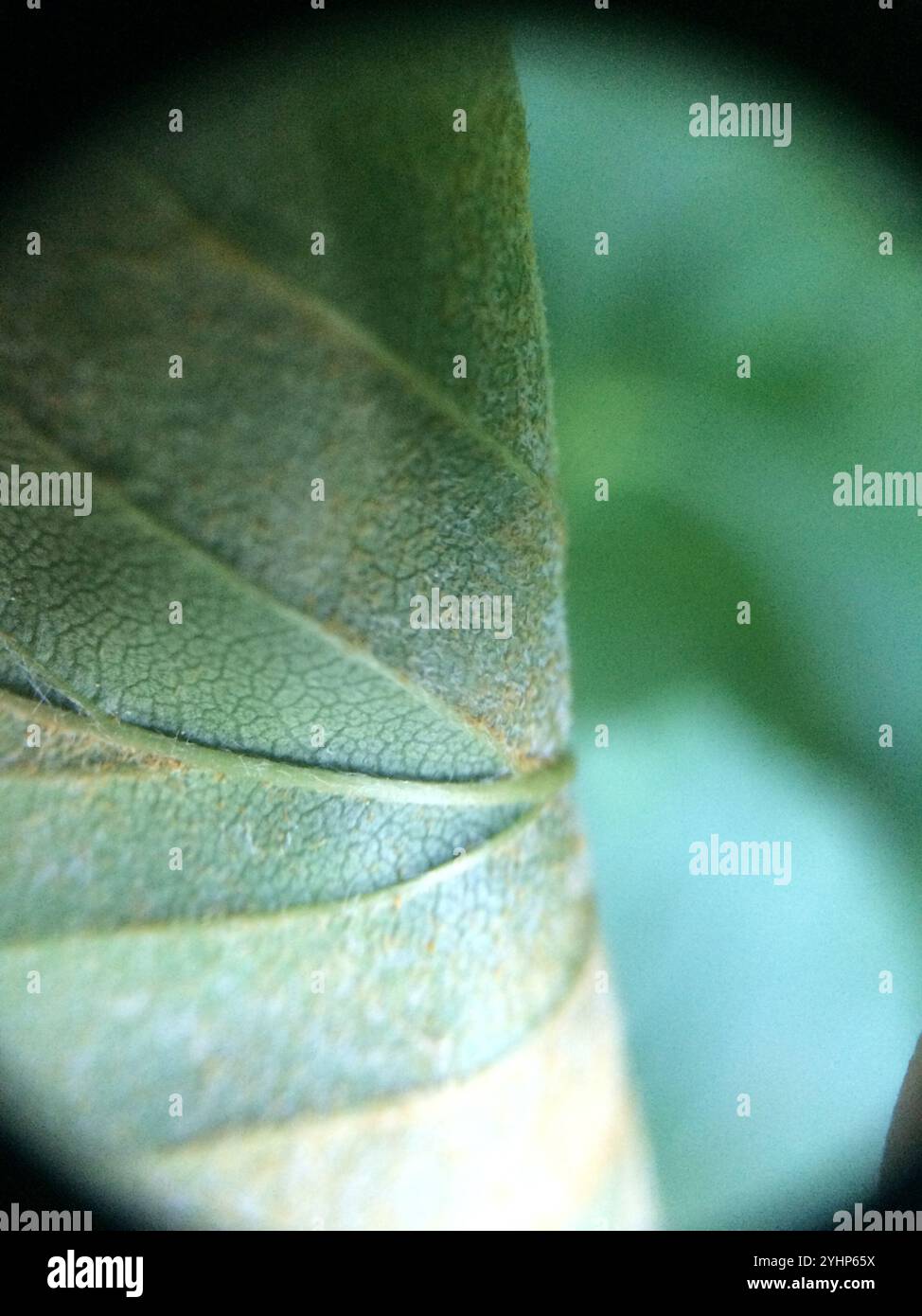 dotted hawthorn (Crataegus punctata Stock Photo - Alamy