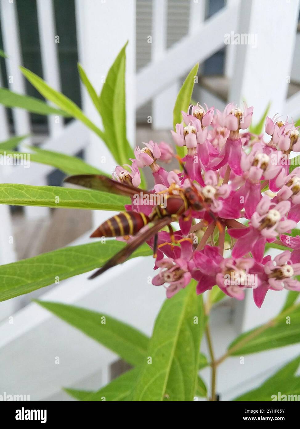 Guinea Paper Wasp (Polistes exclamans Stock Photo - Alamy