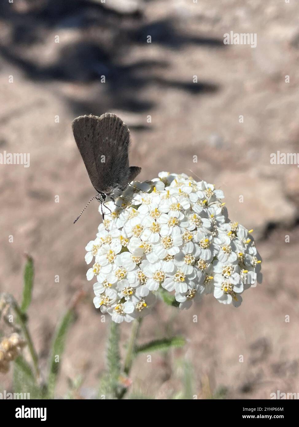 Sagebrush Sooty Hairstreak (Satyrium semiluna Stock Photo - Alamy