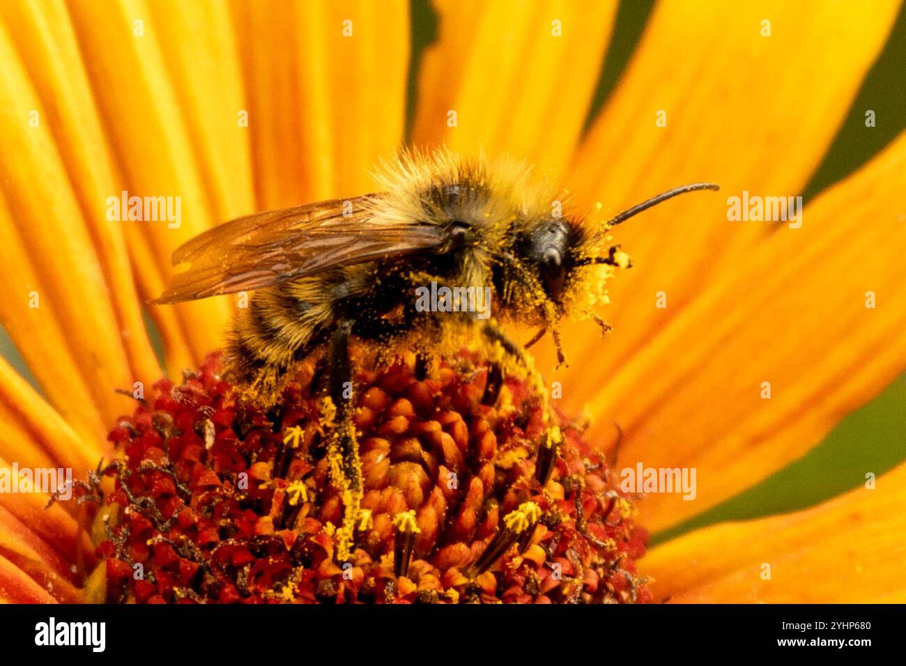 Indiscriminate Cuckoo Bumble Bee (Bombus insularis Stock Photo - Alamy