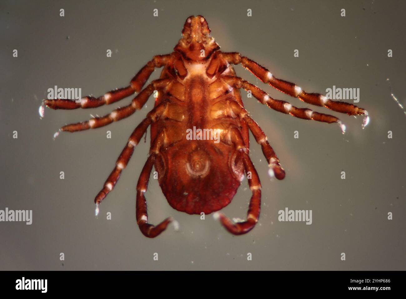Pepper Ticks (Rhipicephalus Stock Photo - Alamy