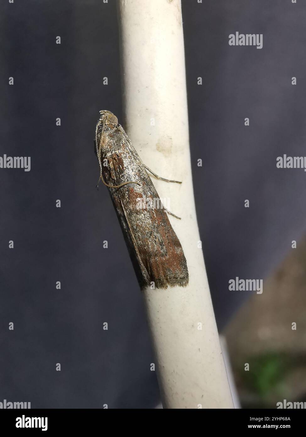 Dotted Oak Knot-horn (Phycita roborella Stock Photo - Alamy