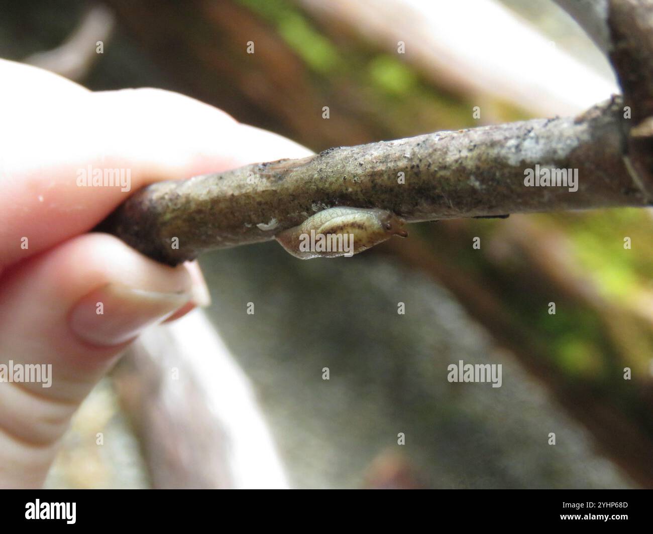 Reticulate Taildropper (Prophysaon andersonii Stock Photo - Alamy
