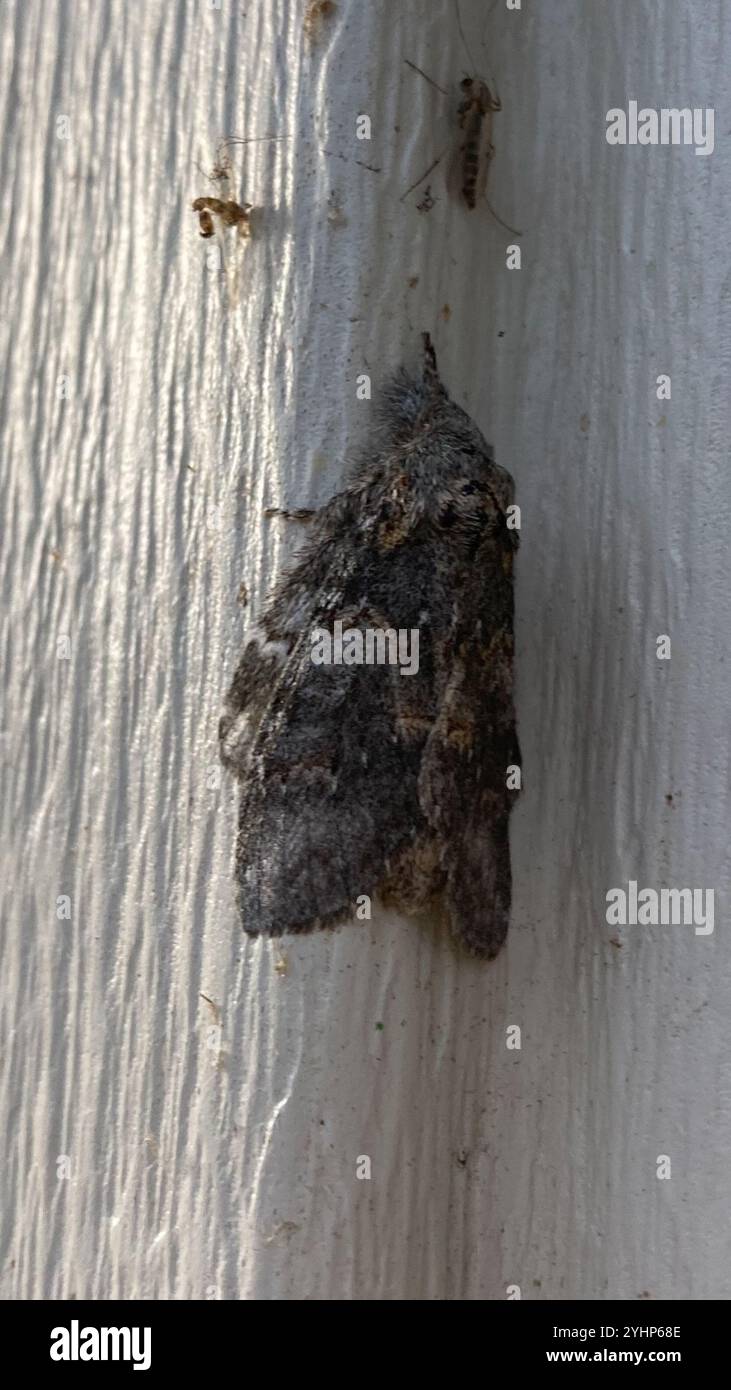 Angulose Prominent (Peridea angulosa Stock Photo - Alamy