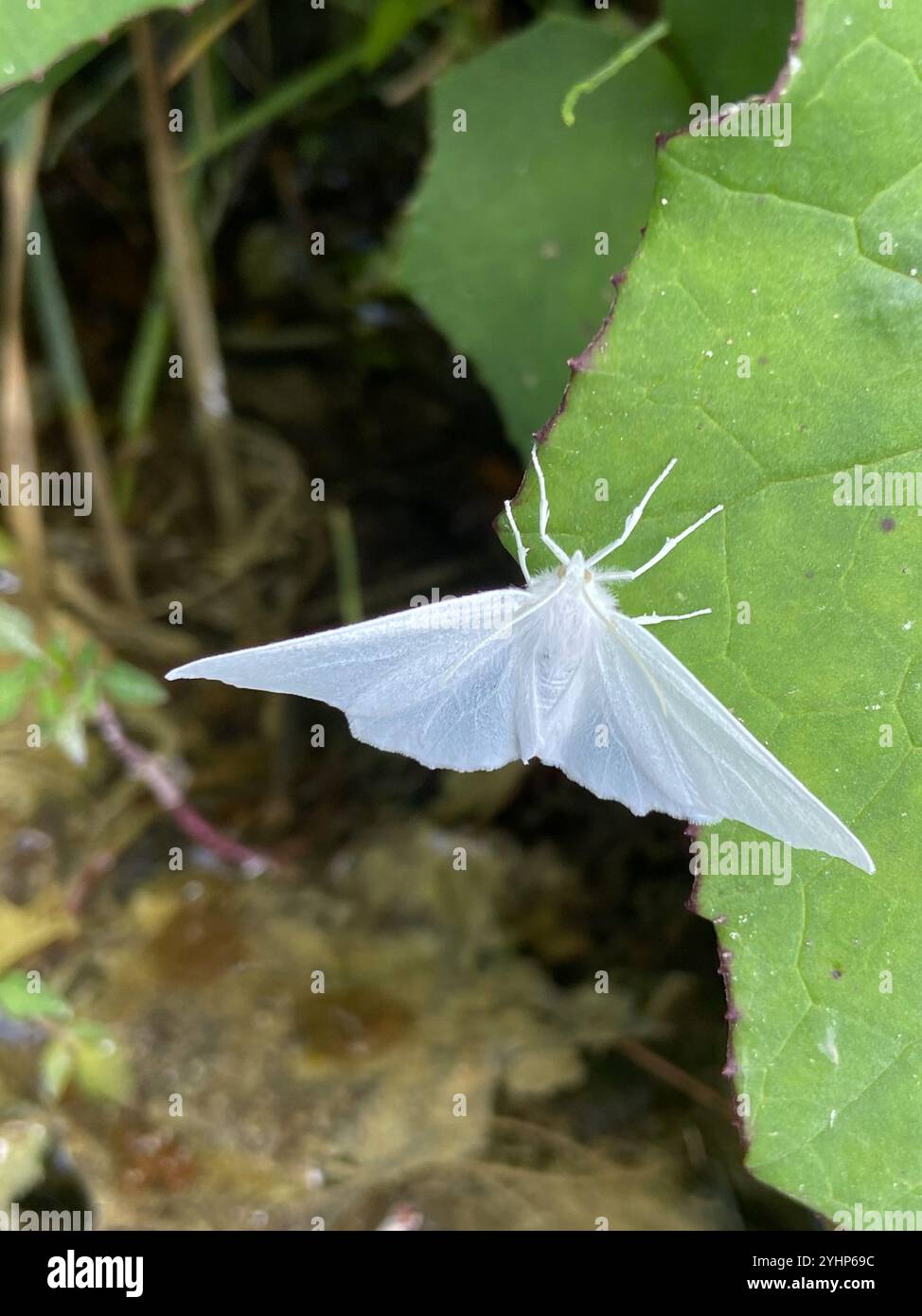 Elm Spanworm Moth (Ennomos subsignaria Stock Photo - Alamy