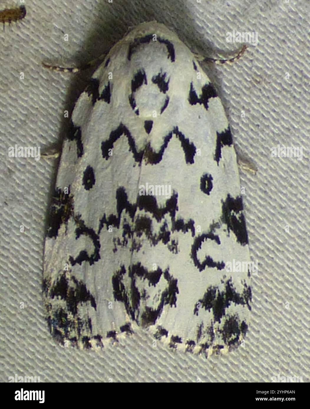 Hebrew Moth (Polygrammate hebraeicum Stock Photo - Alamy