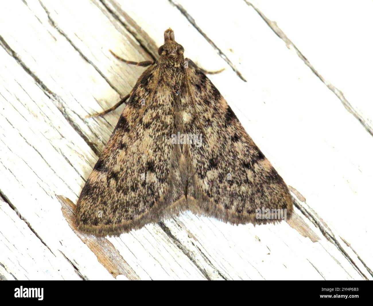 Large Tabby (Aglossa pinguinalis Stock Photo - Alamy