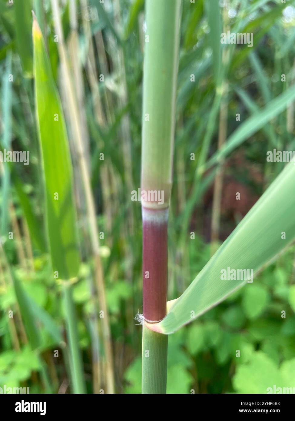 American common reed (Phragmites australis americanus Stock Photo - Alamy