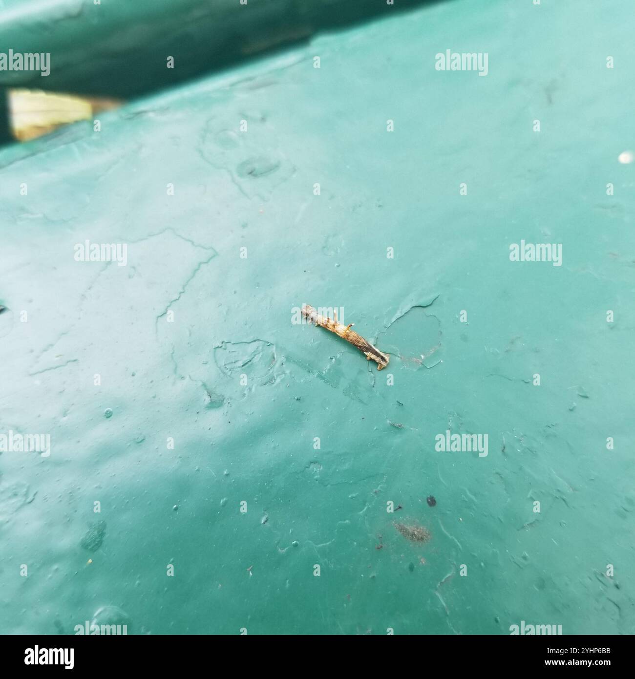 Horned spanworm hi-res stock photography and images - Alamy